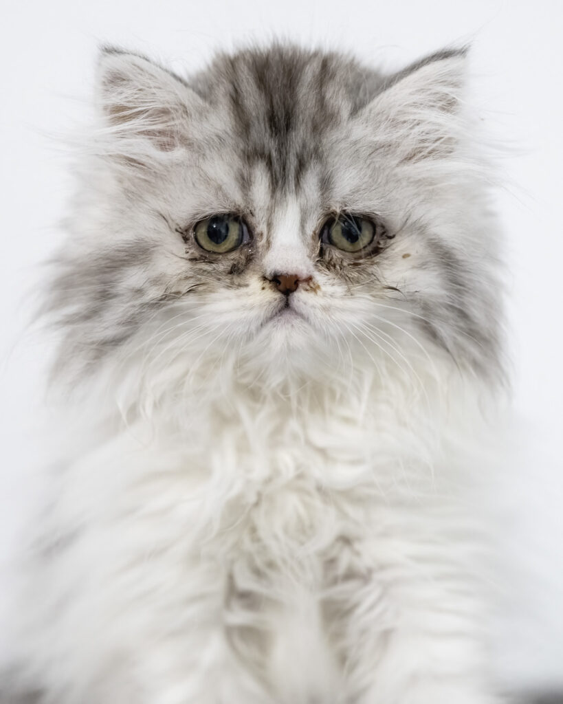 Home - Dennis Jackson